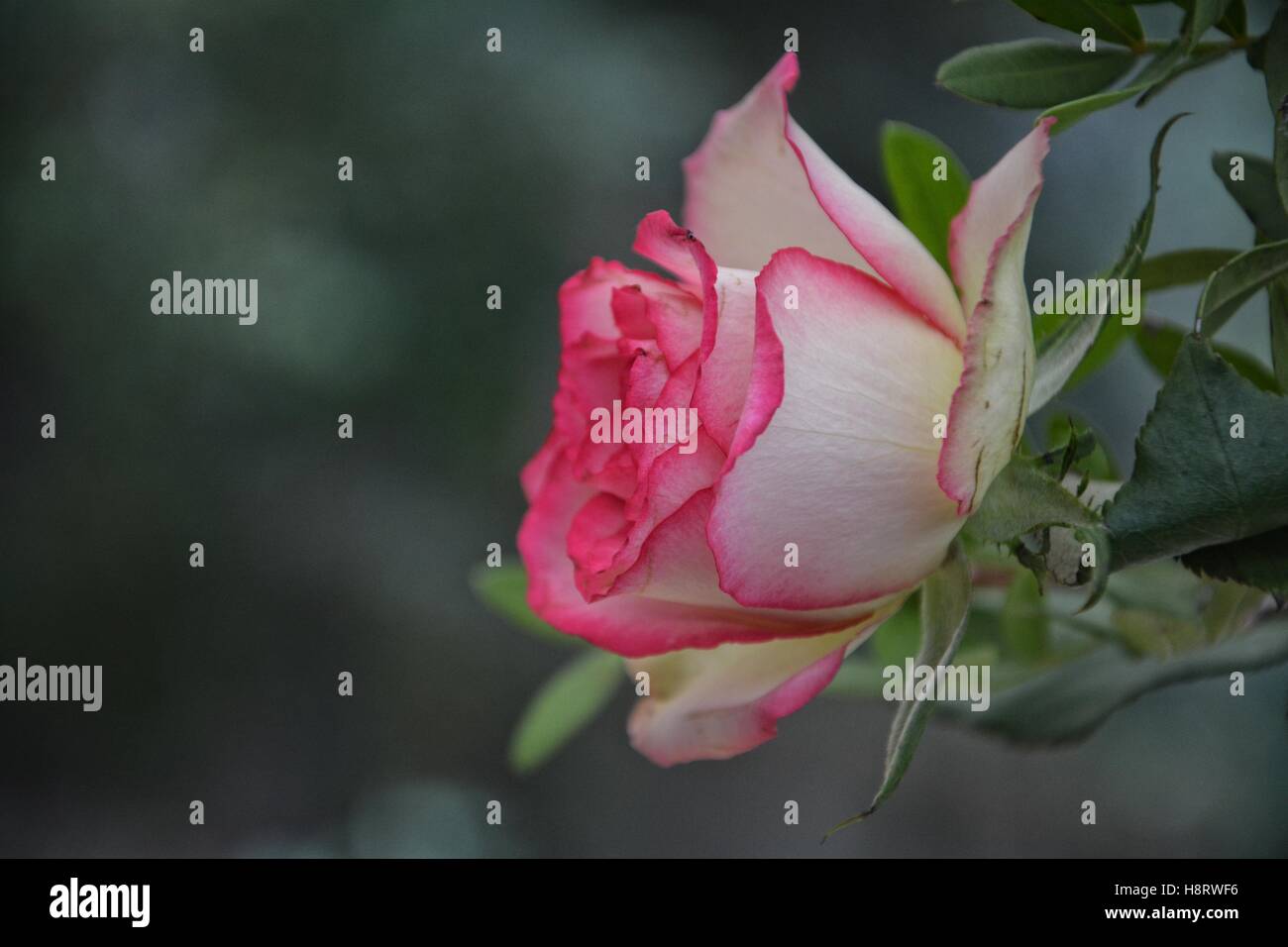 Beautiful pink rose in a garden Stock Photo - Alamy