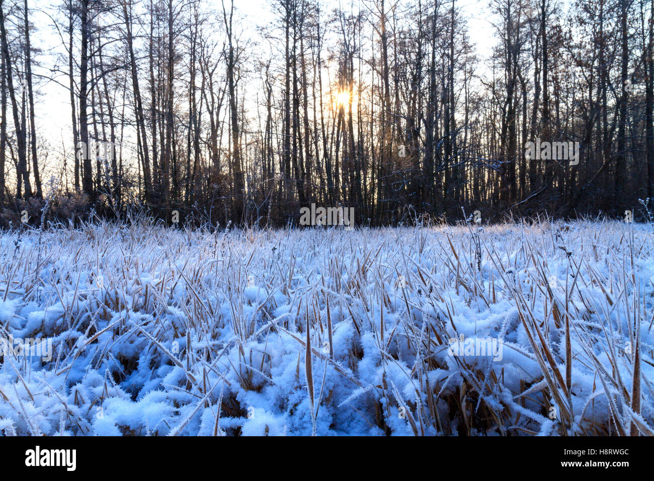 frosty morning in a dark wood Stock Photo - Alamy
