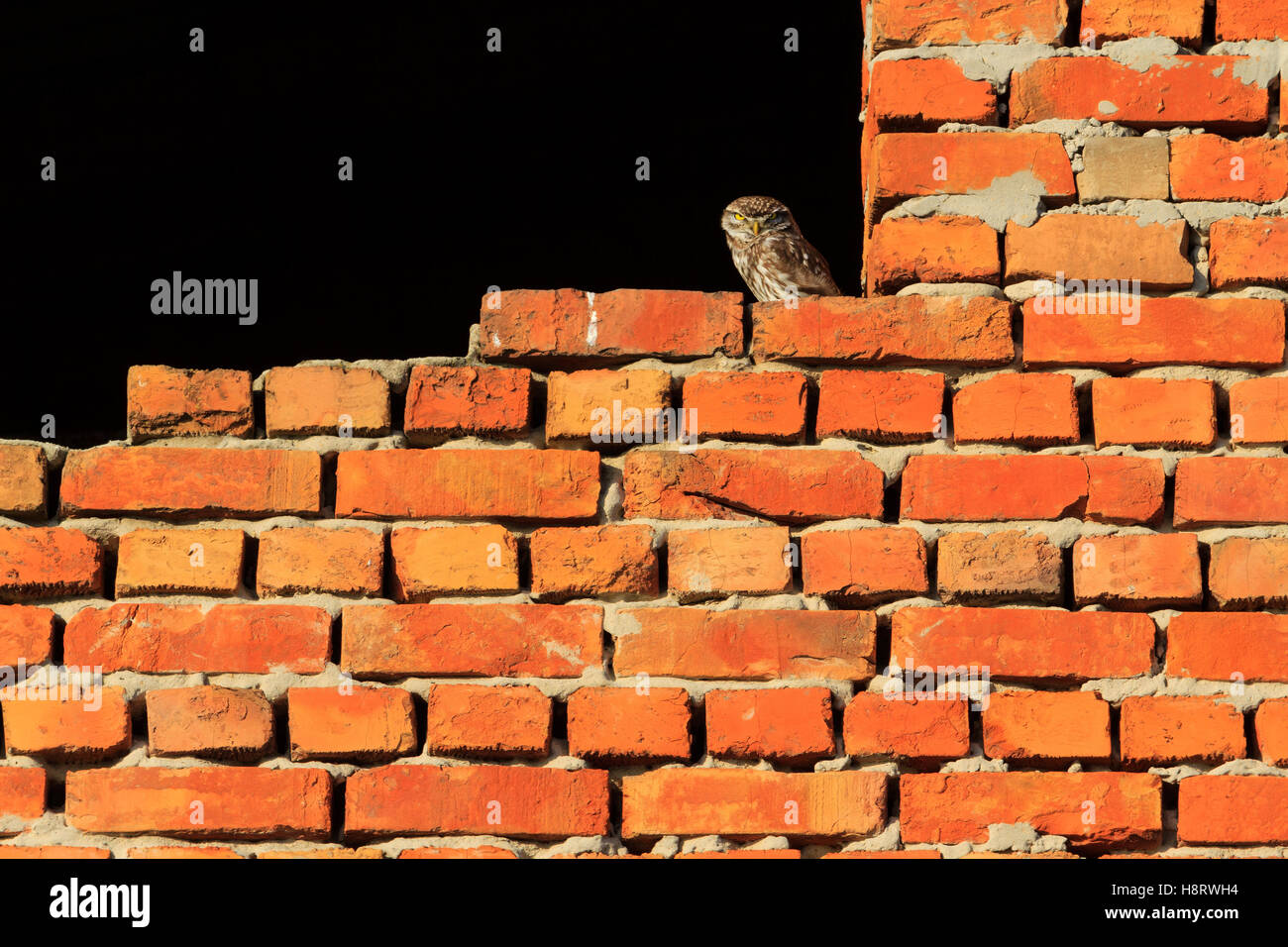 owl on a brick wall Stock Photo - Alamy