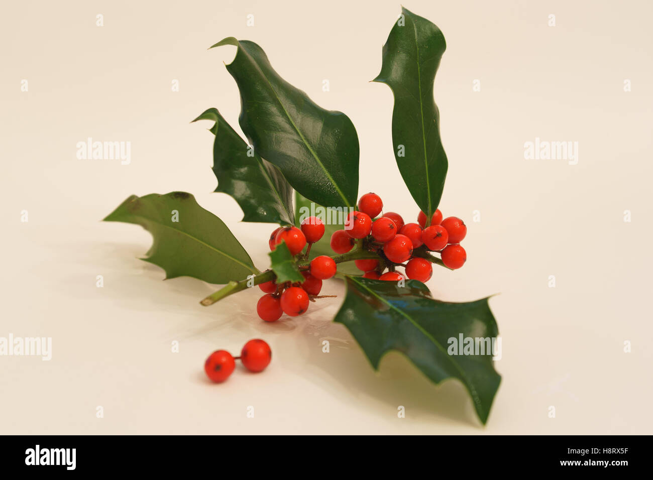 Sprig of holly from tree near my house Stock Photo - Alamy