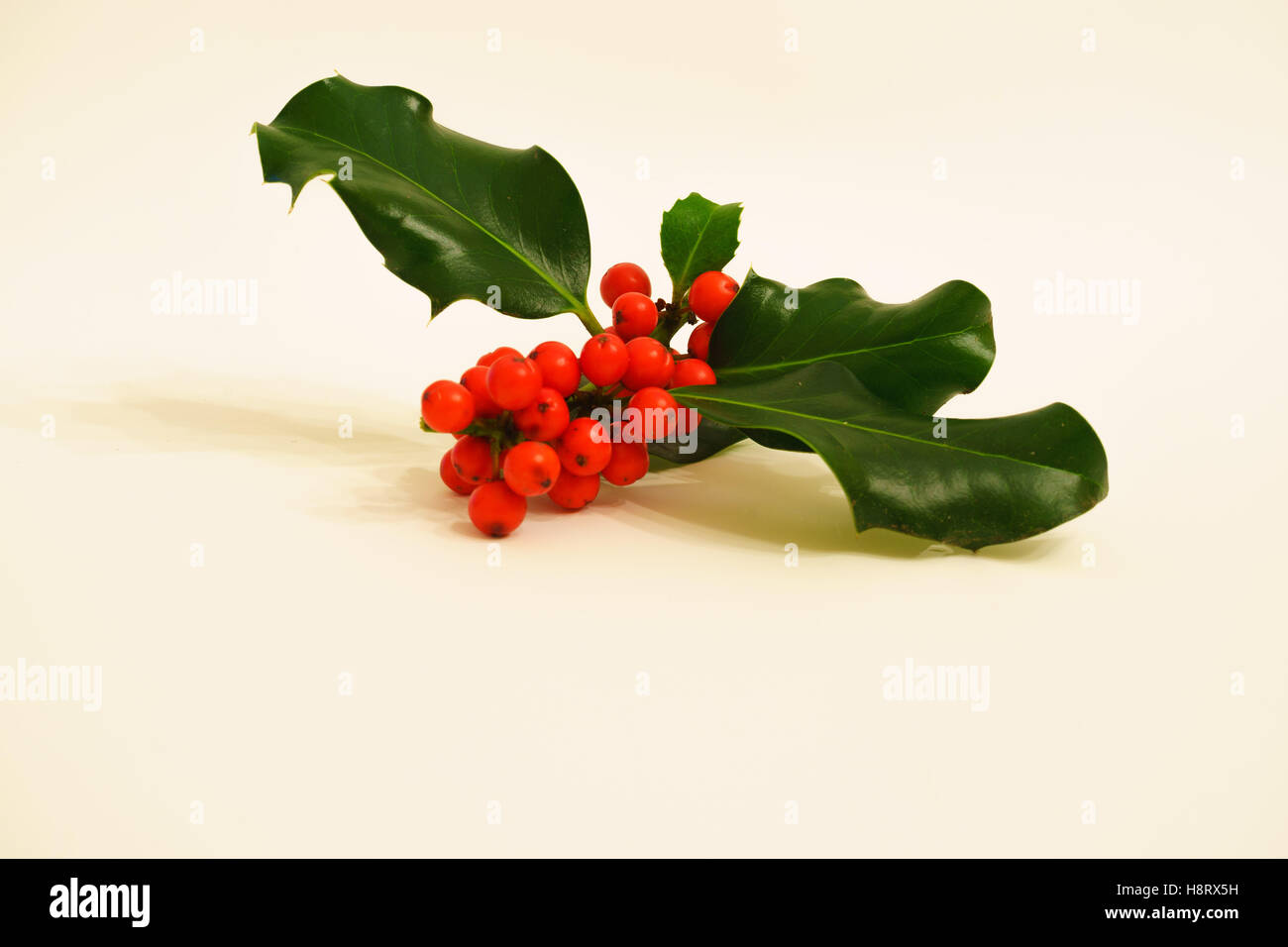 Holly tree house hi-res stock photography and images - Alamy