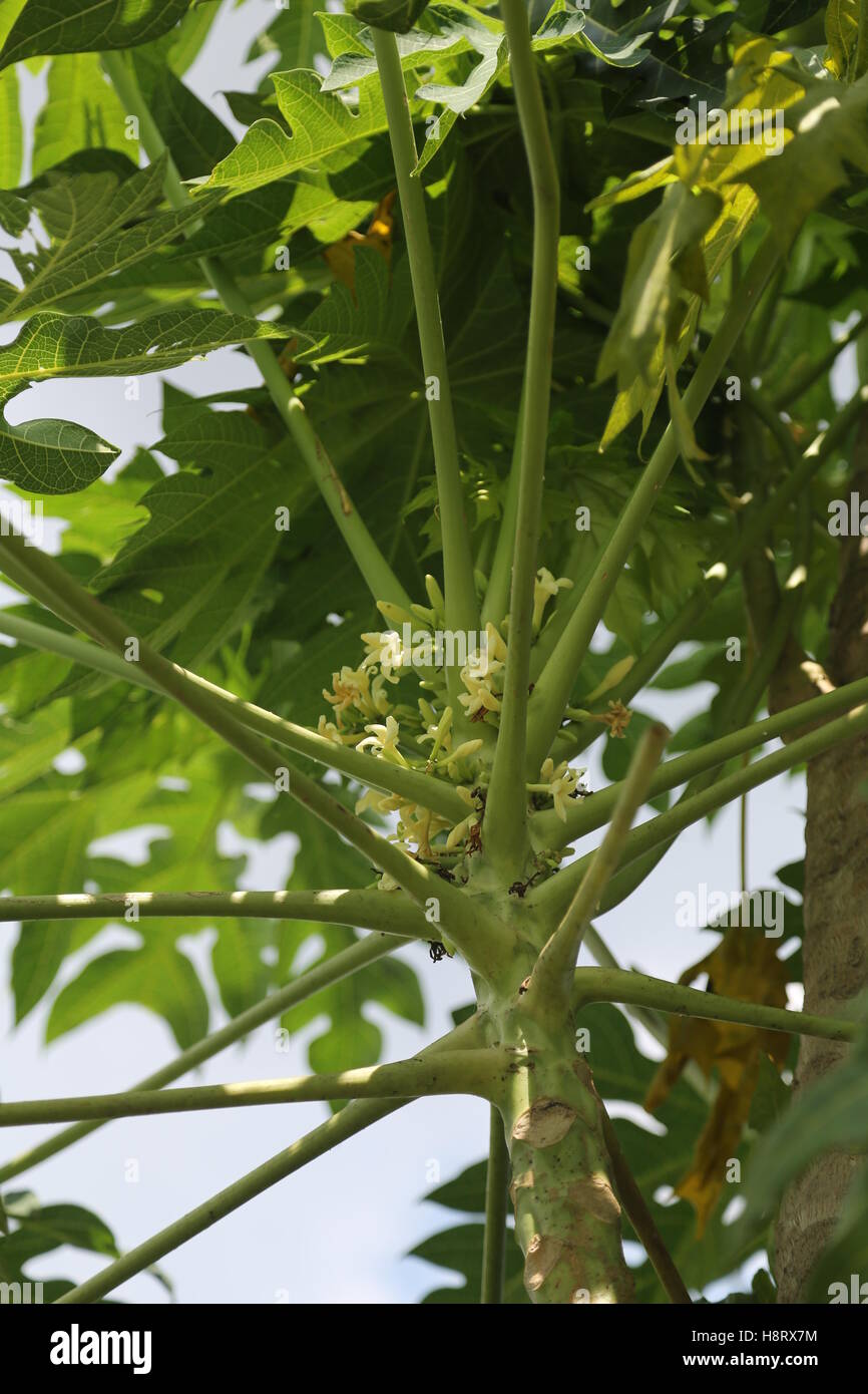 Papaya flowers on the papaya tree to become to papaya fruits Stock ...