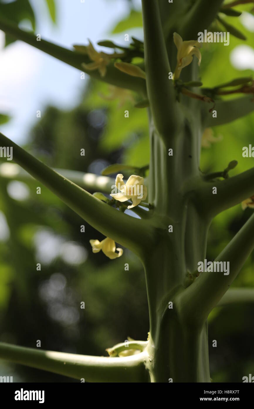 Papaya flower on the papaya tree Stock Photo - Alamy
