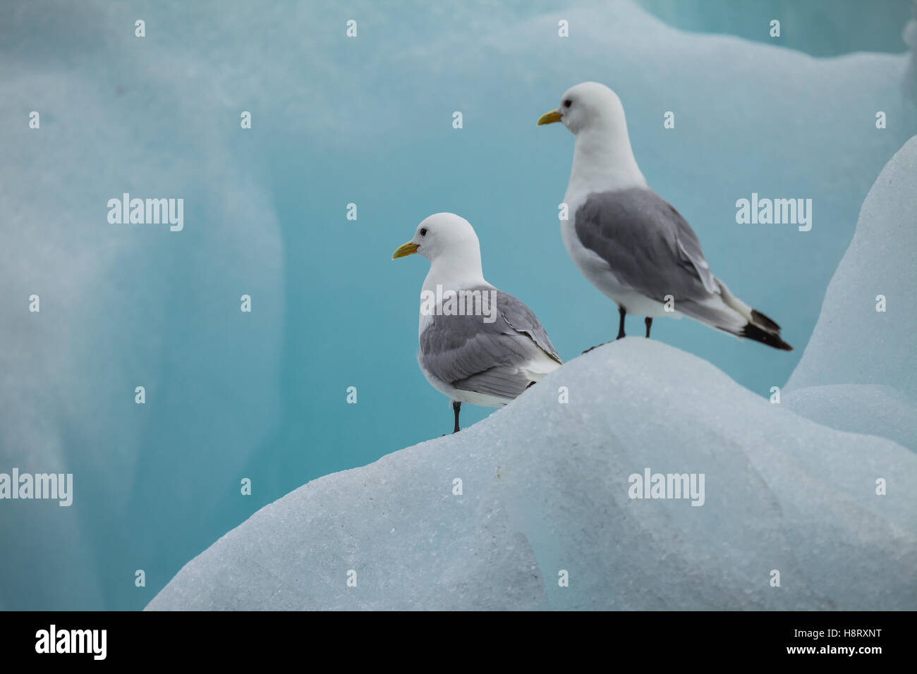 seagull on ice in the arctic for background Stock Photo - Alamy
