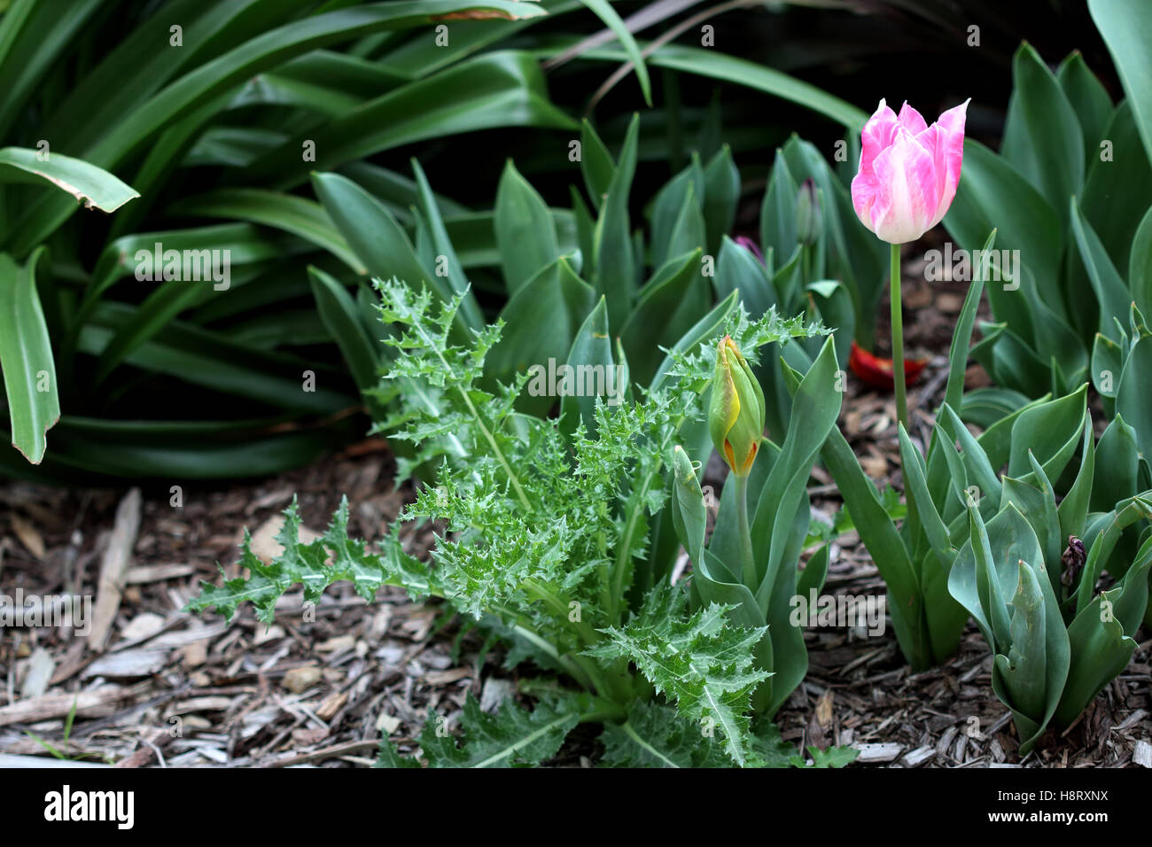 Close up of Sonchus asper or also known as Prickly Sow Thistle growing ...