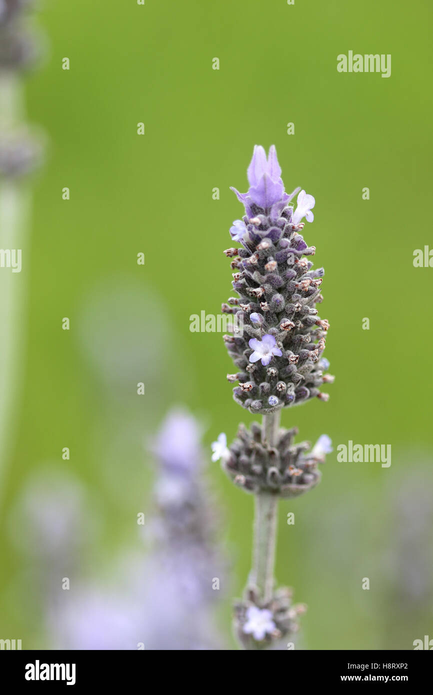 Lavandula dentata hi-res stock photography and images - Alamy