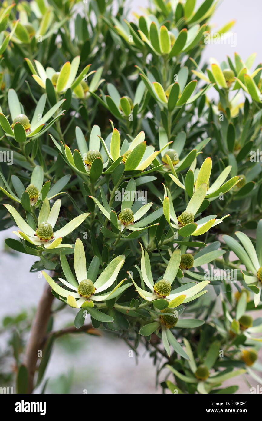 Leucadendron gandogeri Proteas or known as Broad Leaf Cone Bush flowers ...