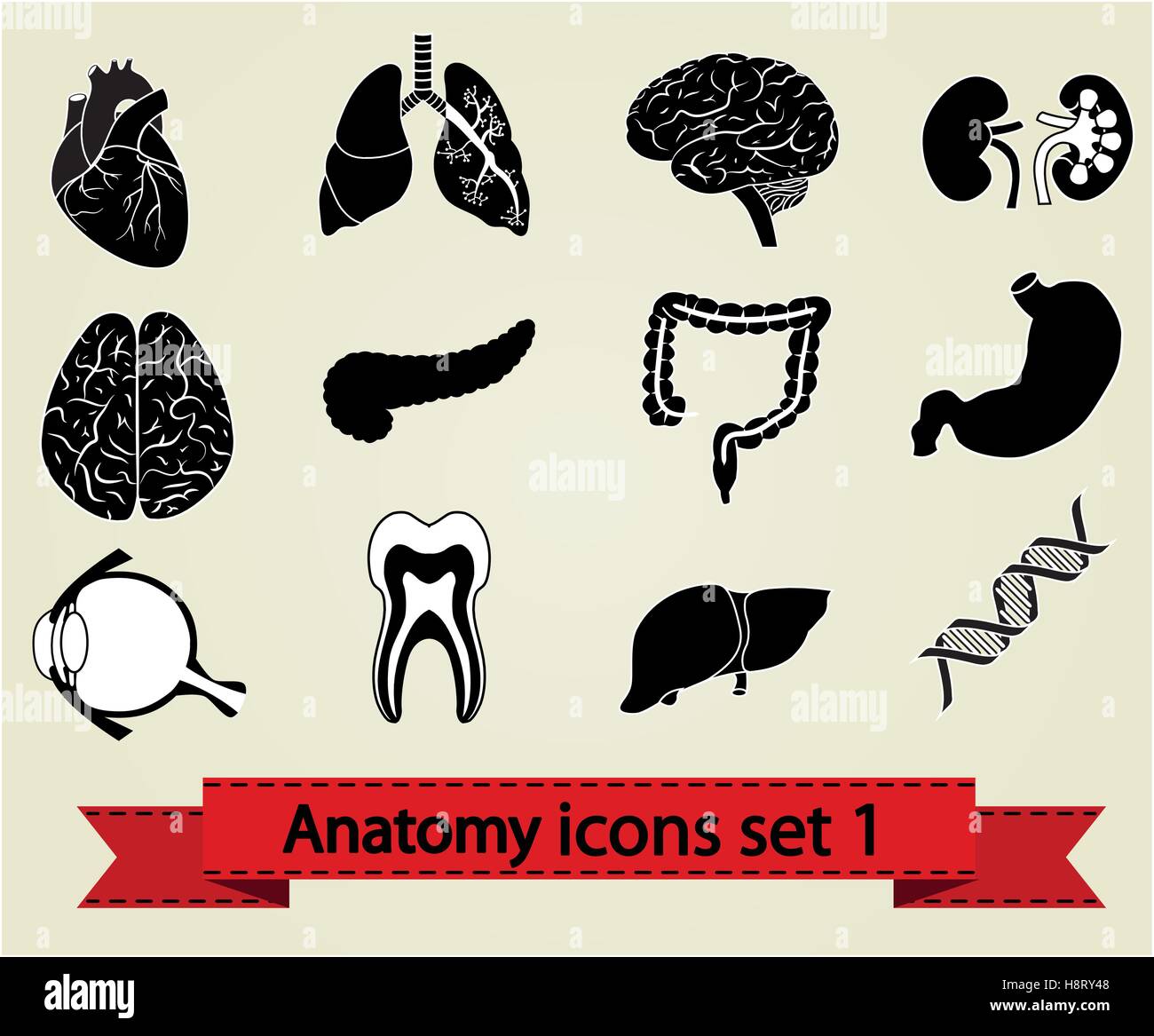 Human anatomy icons parts: brain, liver, heart, kidney, lung, stomach ...