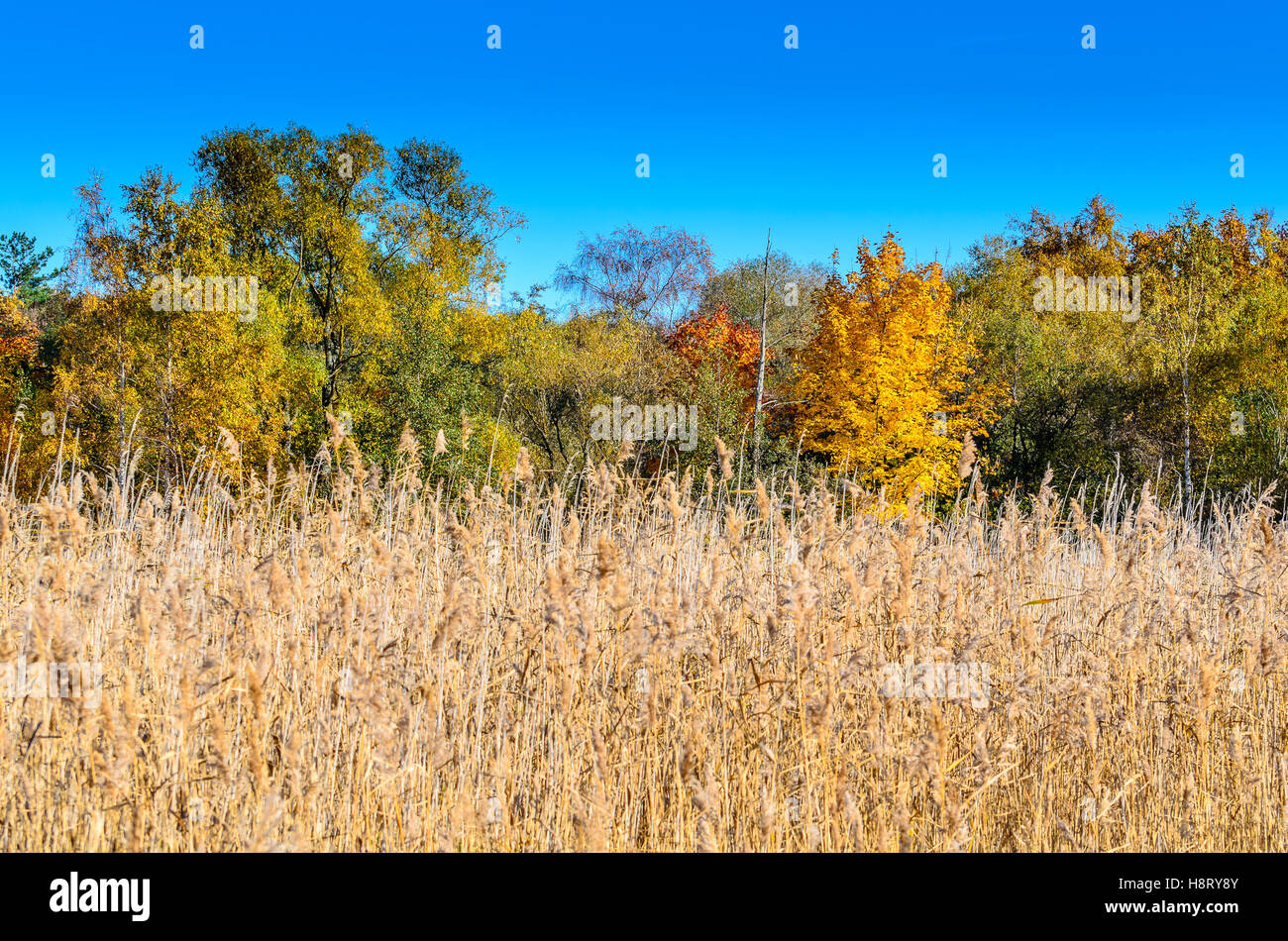 Autumn trees with canes Stock Photo - Alamy