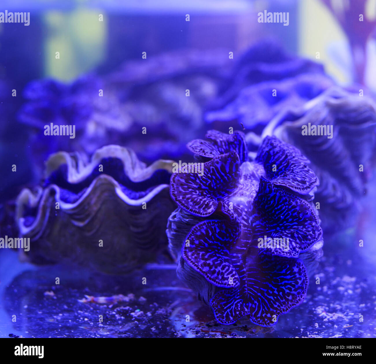 Giant Clam under blue light Stock Photo - Alamy