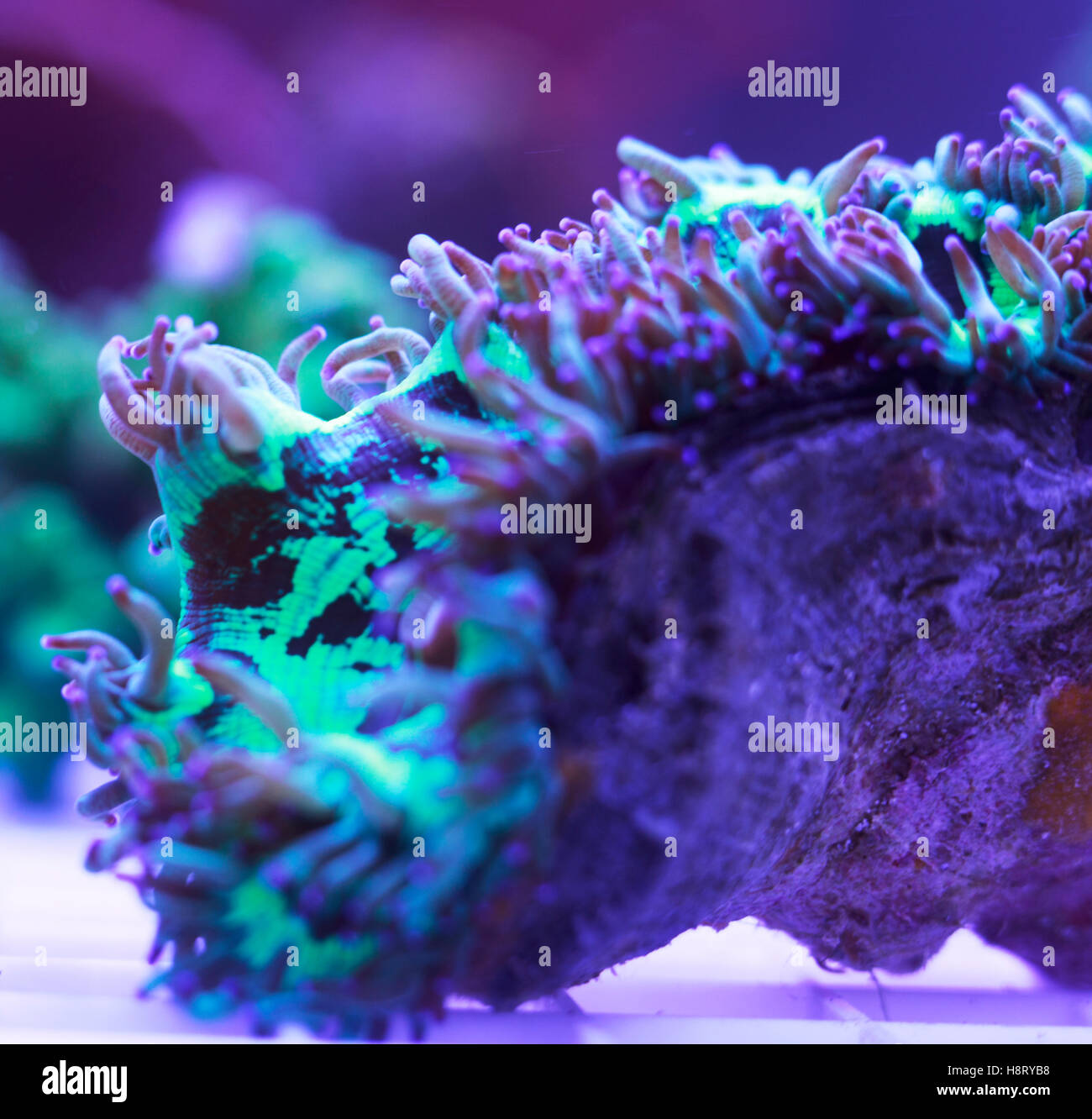 large polyp coral Stock Photo - Alamy