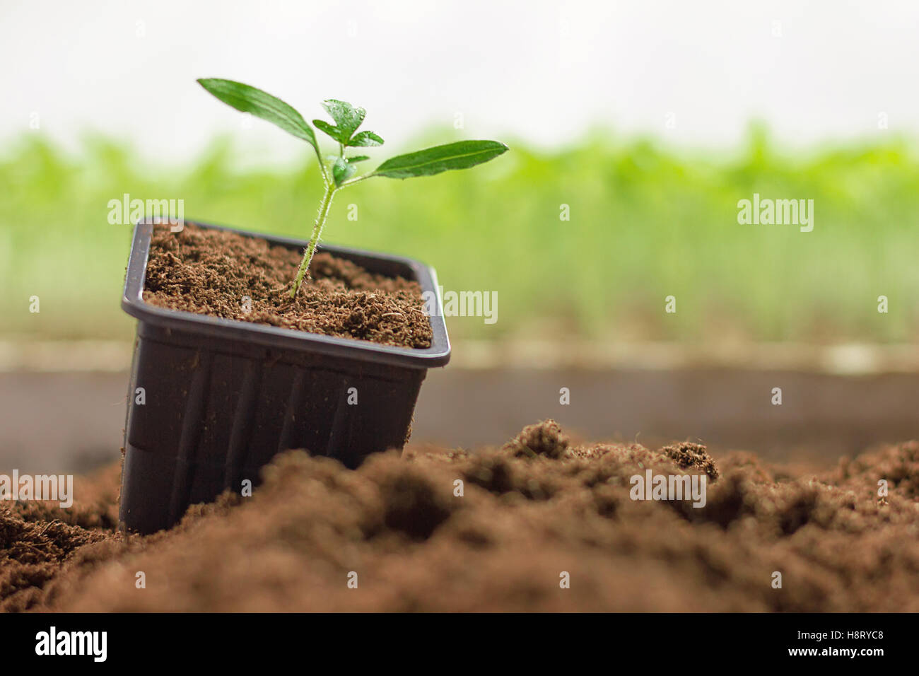 Potted seedling growing. Small plant growing in clay pot on soil ...