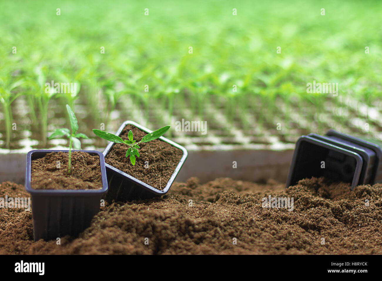 Potted seedlings growing. Small plant growing in clay pot on soil ...