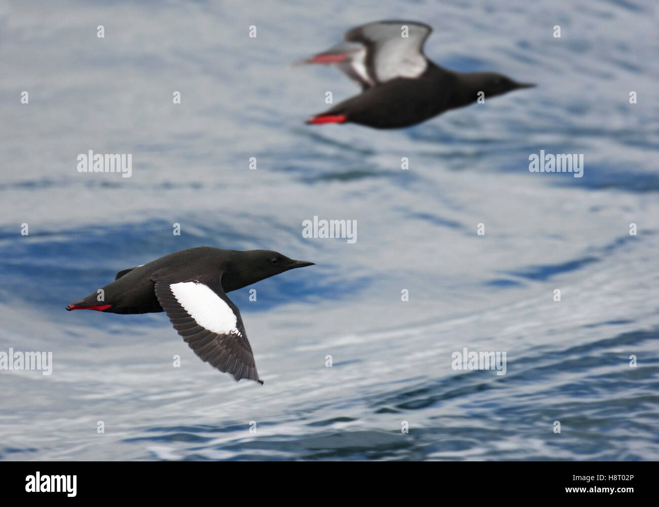 Black guillemot in flight hi-res stock photography and images - Alamy