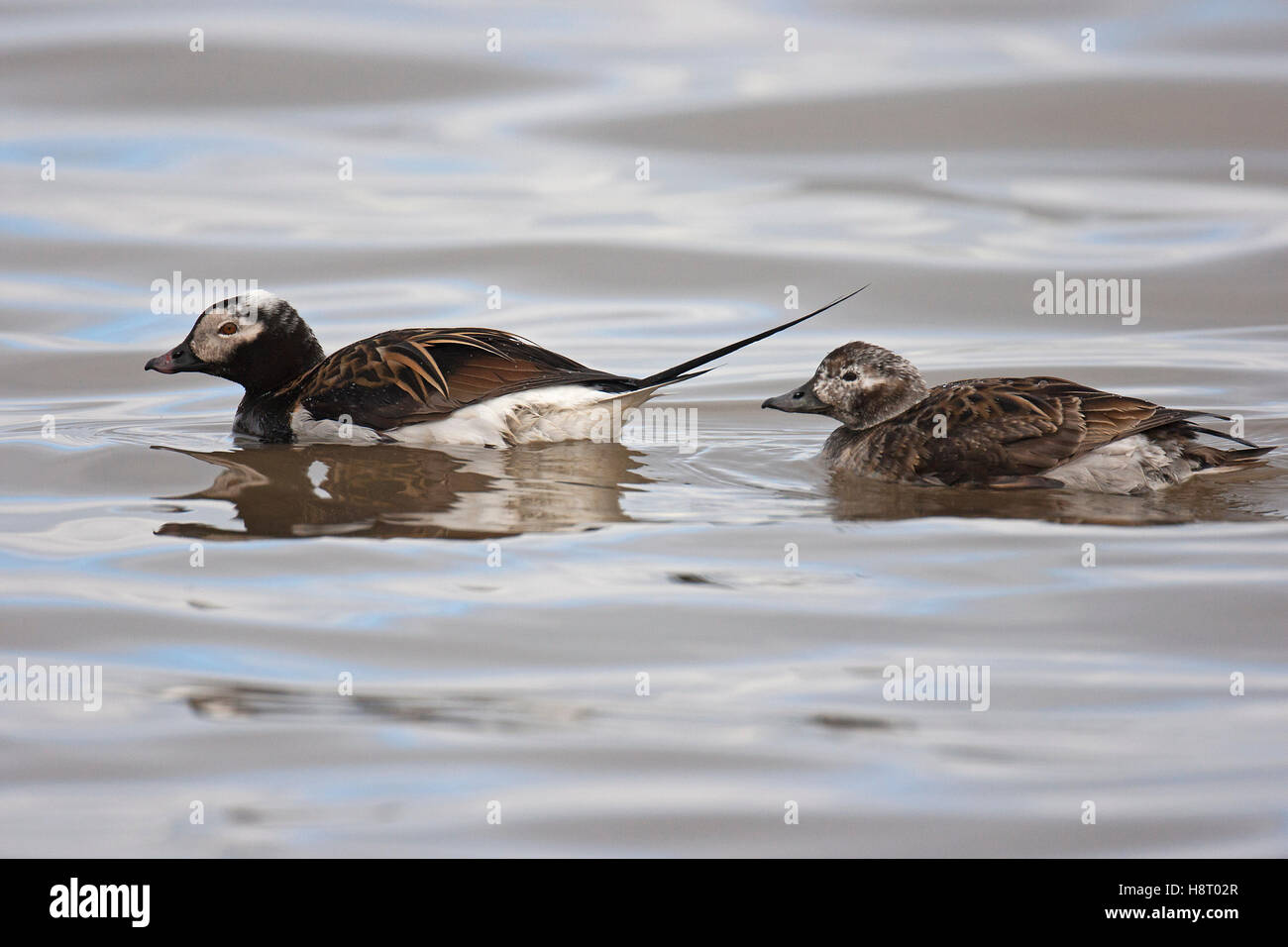 Female long tailed duck summer hi-res stock photography and images - Alamy