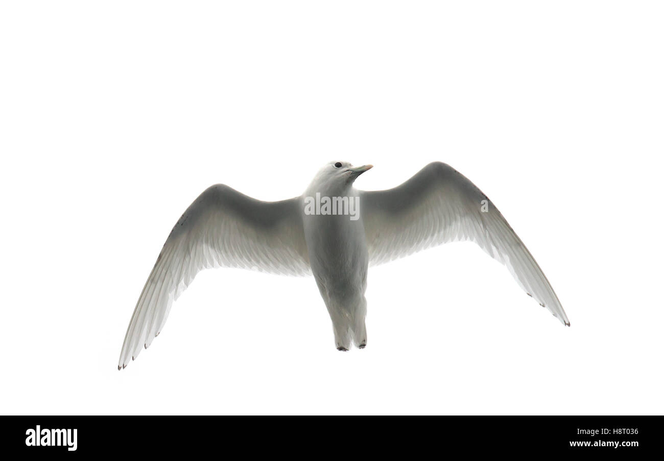 Ivory gull (Pagophila eburnea) in flight against white background Stock ...