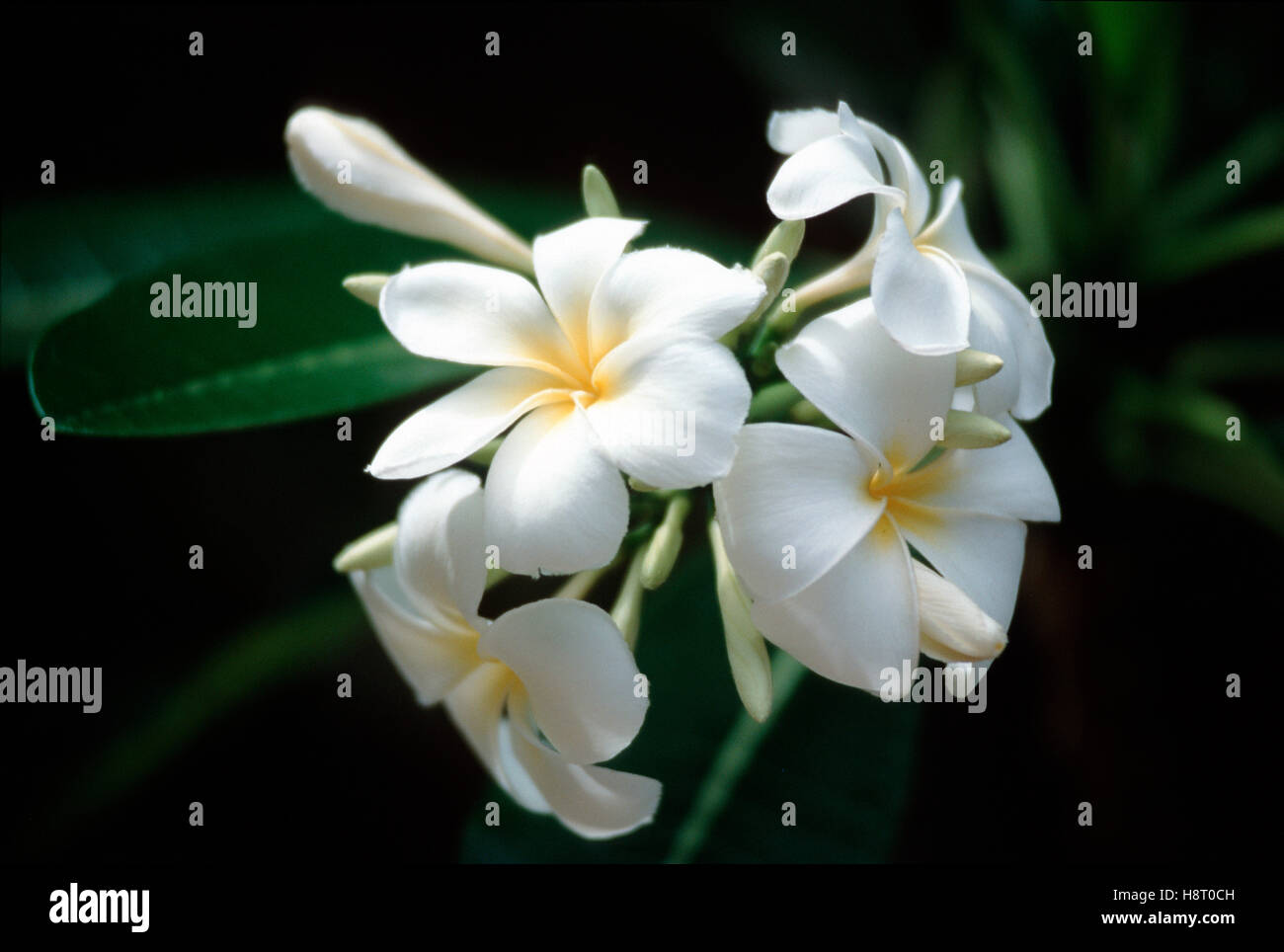 Tiare blossom hi-res stock photography and images - Alamy