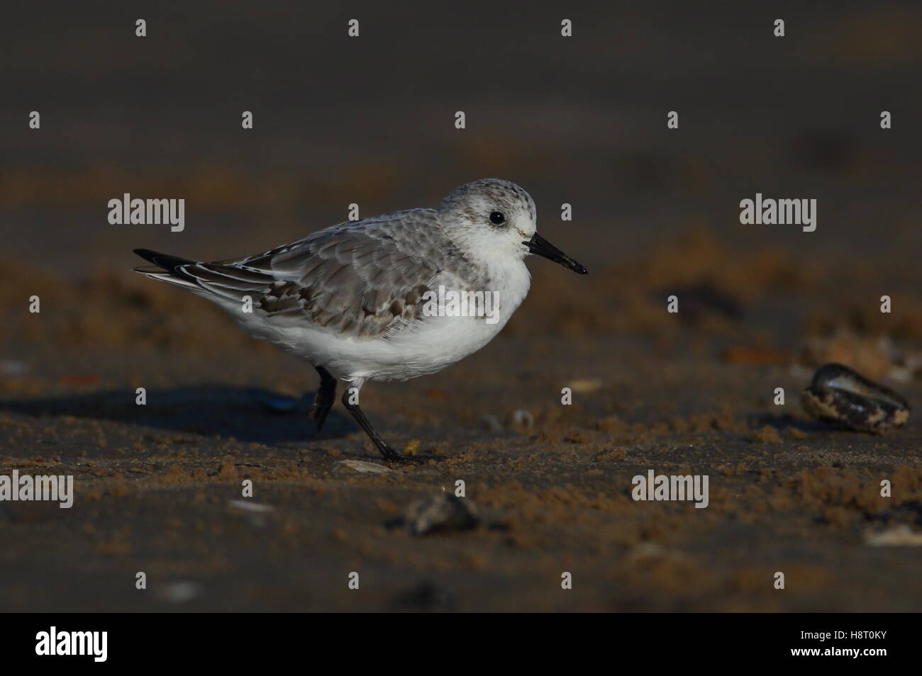Sanderling winter running hi-res stock photography and images - Alamy