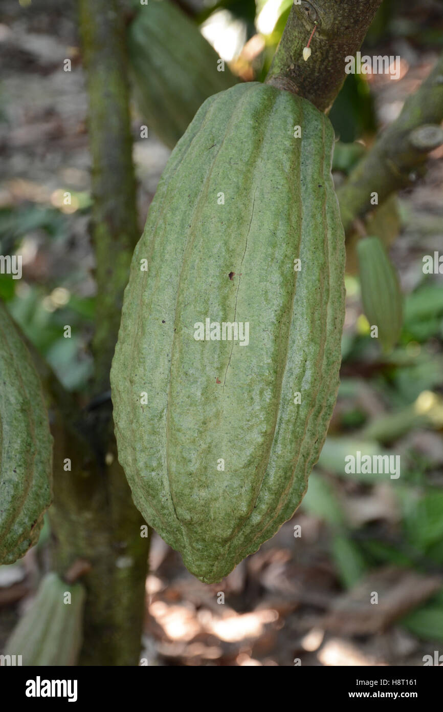 Cocoa pod on a farm in South Sulawesi, Indonesia Stock Photo - Alamy