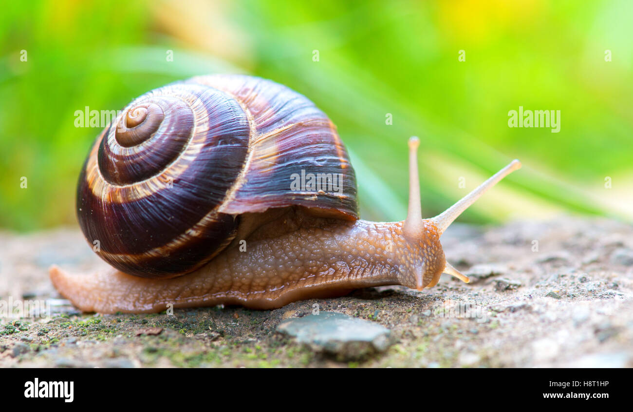Round snail hi-res stock photography and images - Alamy