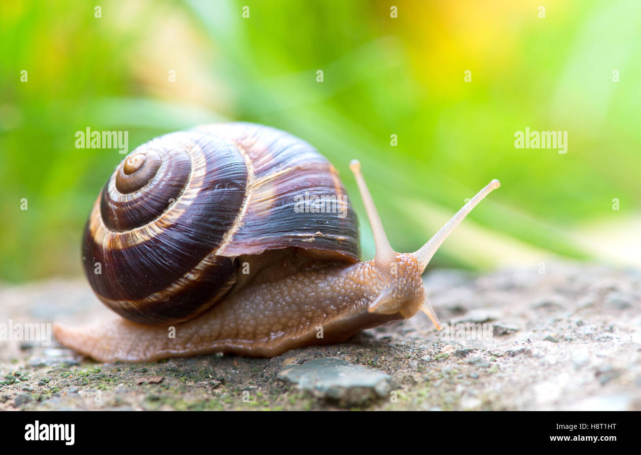 brown long big snail round shell with stripes and with long horns ...