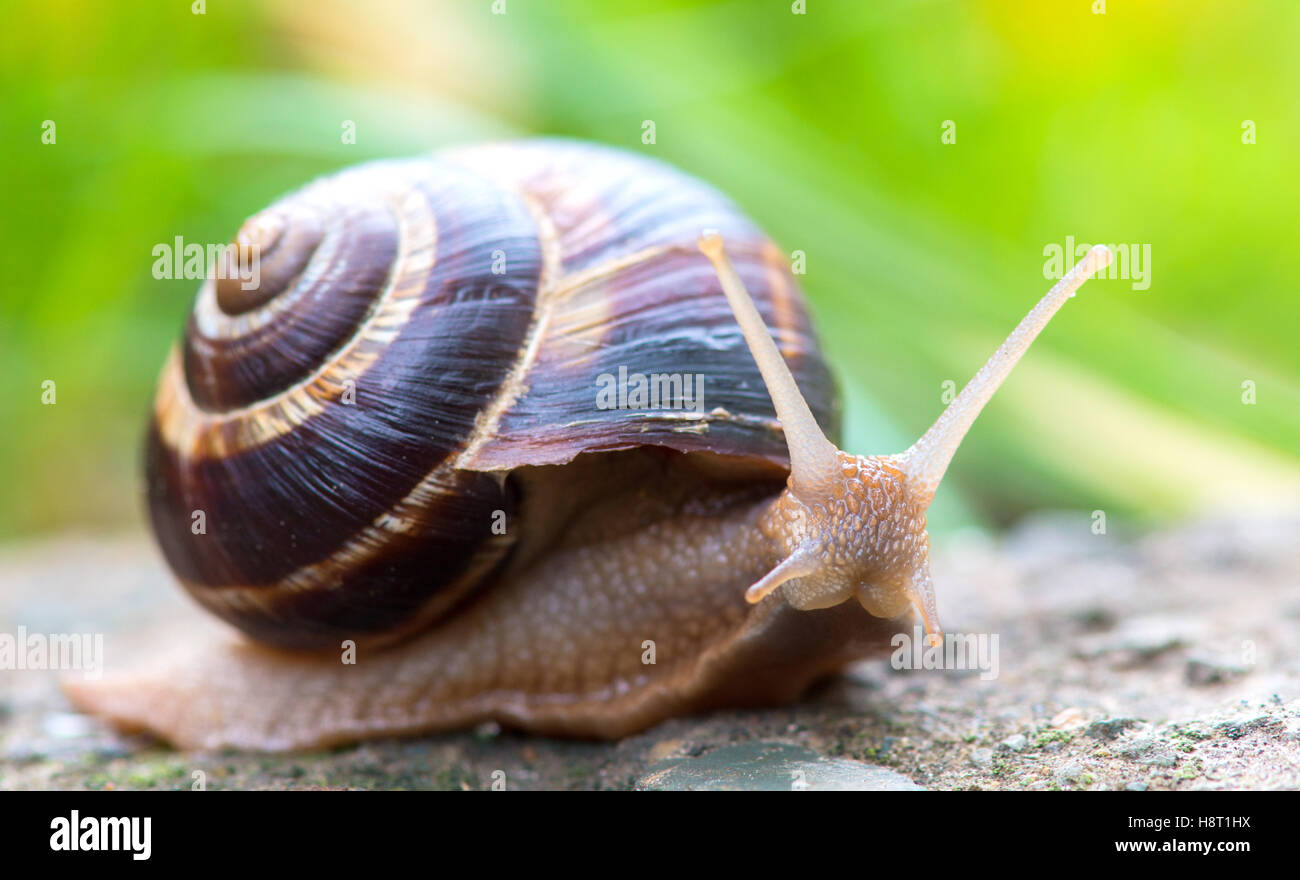 brown long big snail round shell with stripes and with long horns ...