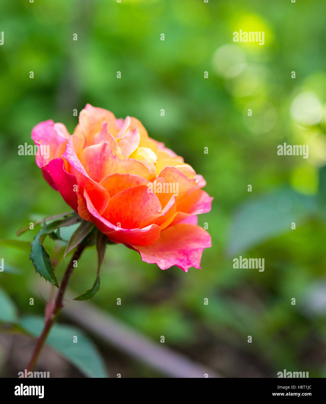 Orange beautiful rose growing in the garden Stock Photo - Alamy