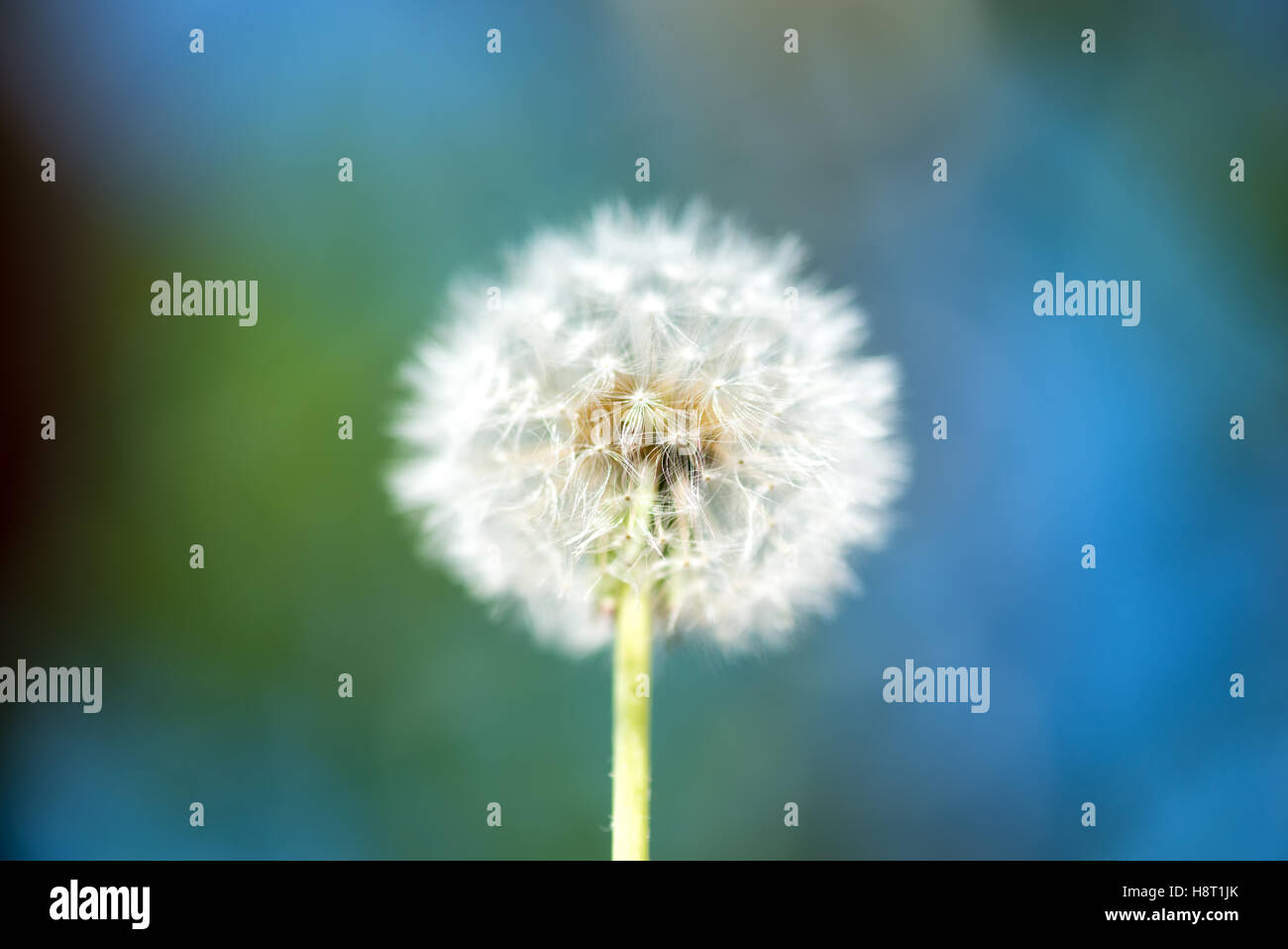 Single dandelion on green grass and water background Stock Photo - Alamy