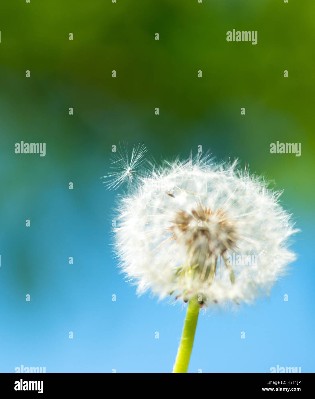 Single dandelion on green grass and water background Stock Photo - Alamy
