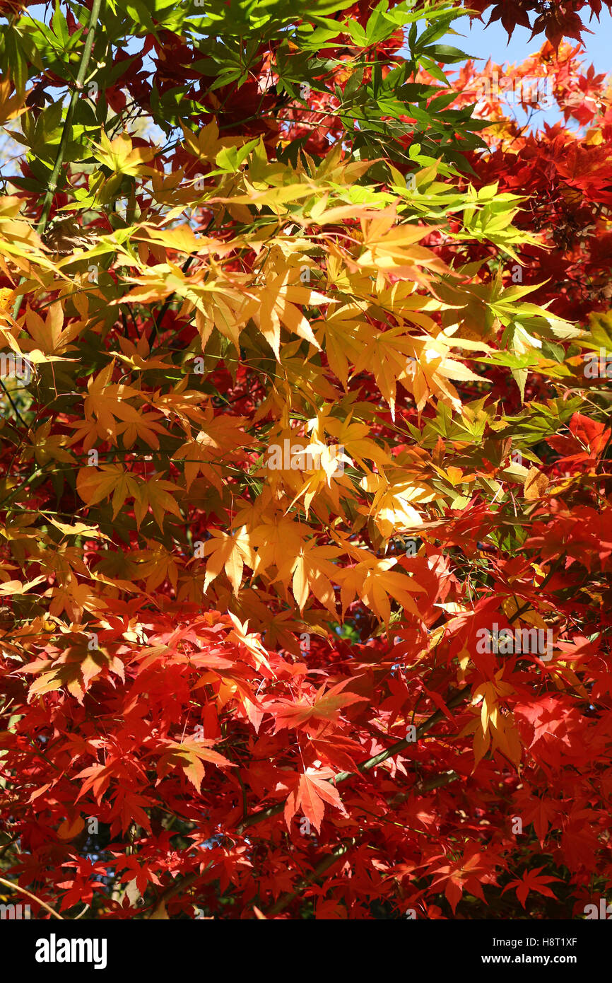 autumn maple tree leaves Stock Photo - Alamy