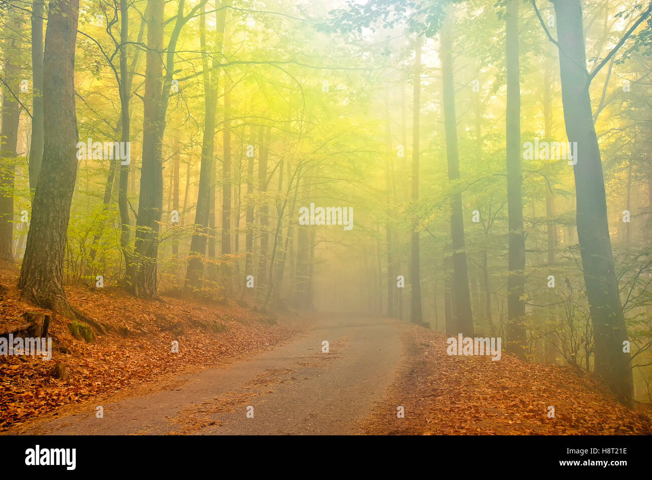 road in pine autumn forest, mist Stock Photo - Alamy