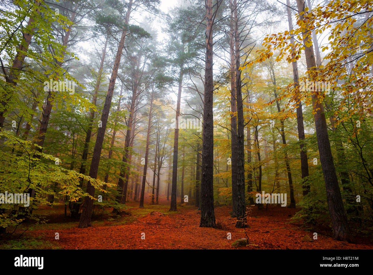 Fir forest sunbeams bright hi-res stock photography and images - Alamy