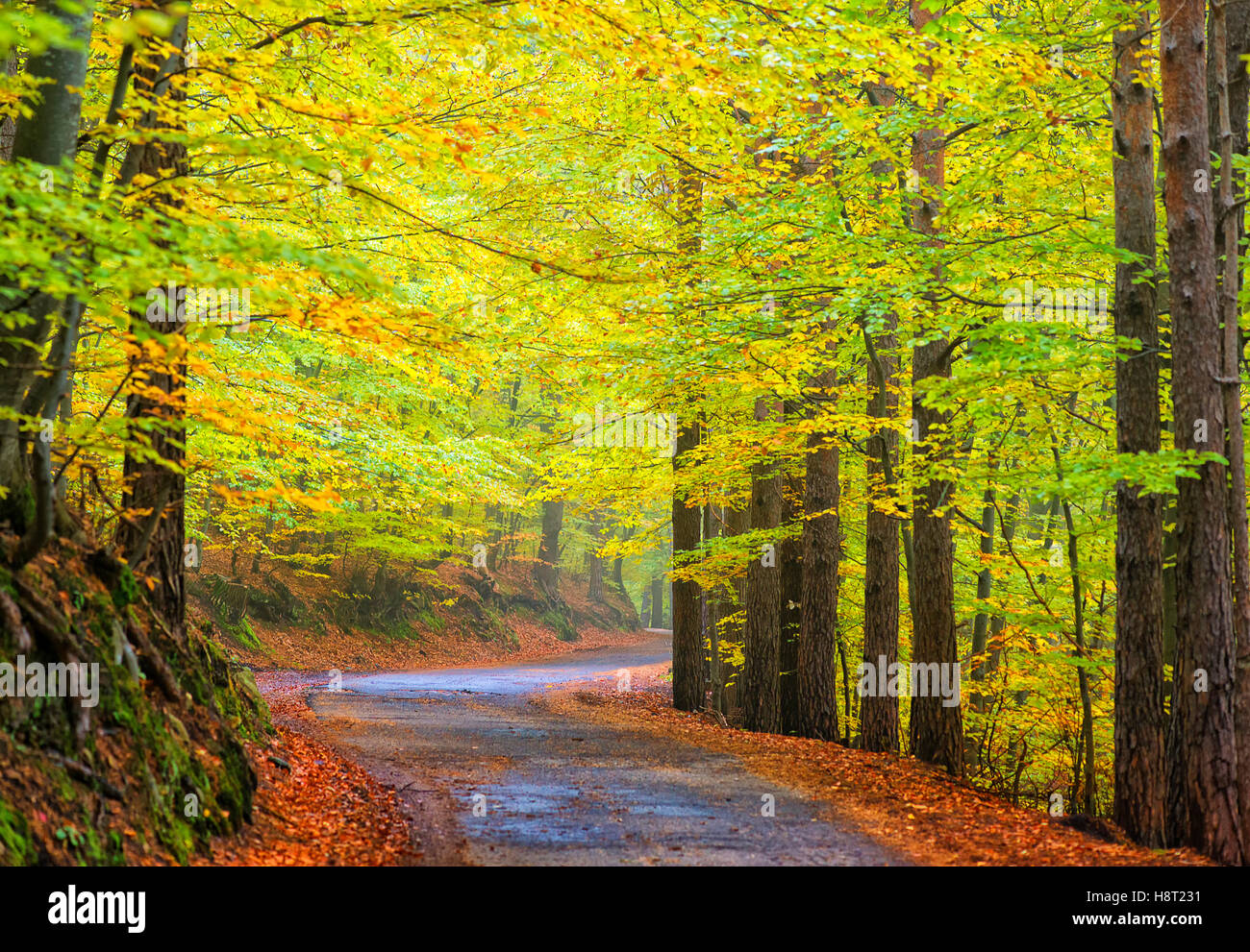 Conifer colors hi-res stock photography and images - Alamy