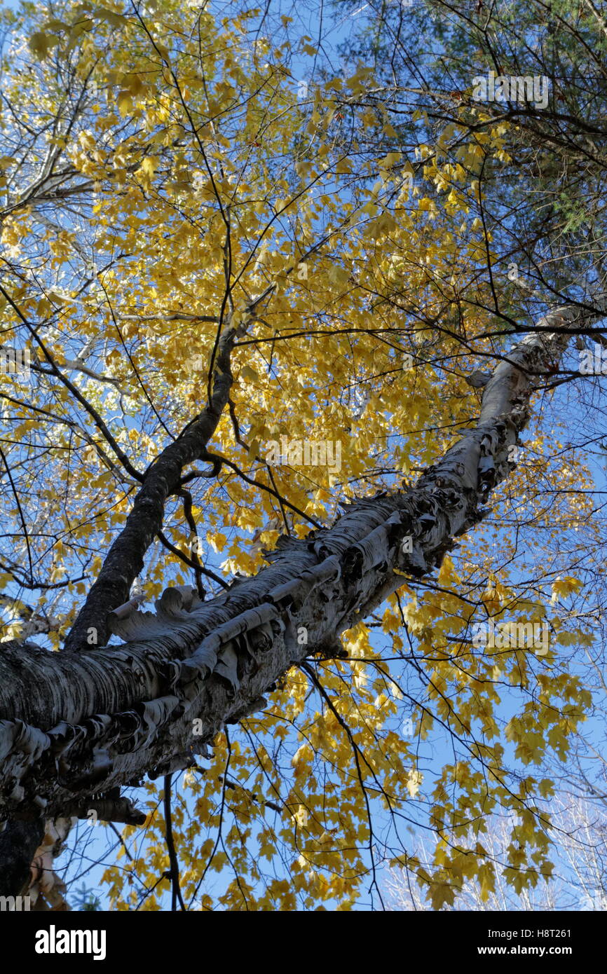 Birch tree in the Fall Stock Photo - Alamy
