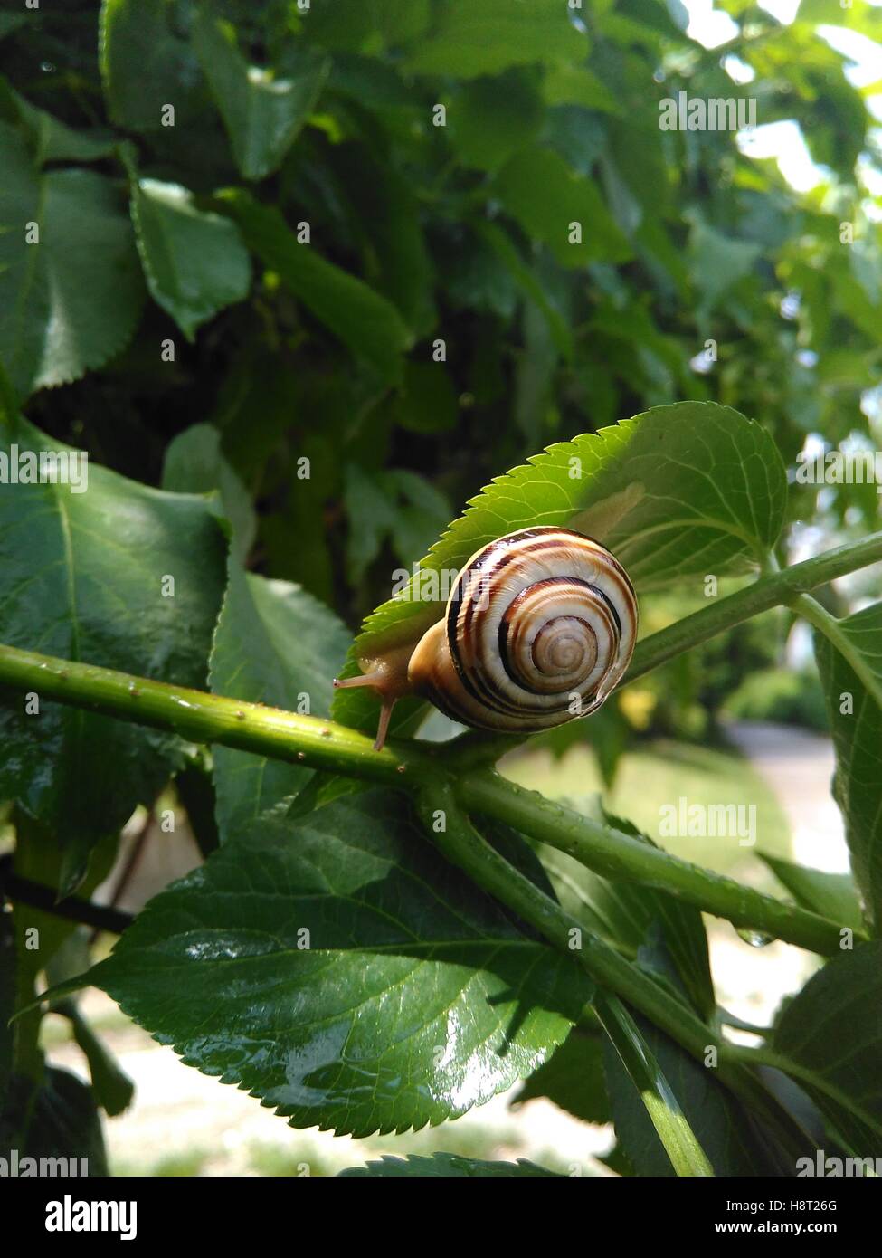 Snail on green branches of tree. Edible grape snails Stock Photo - Alamy