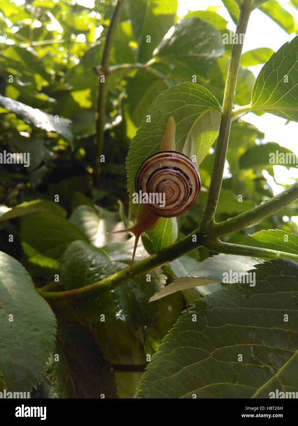 Snail on green branches of tree. Edible grape snails Stock Photo - Alamy