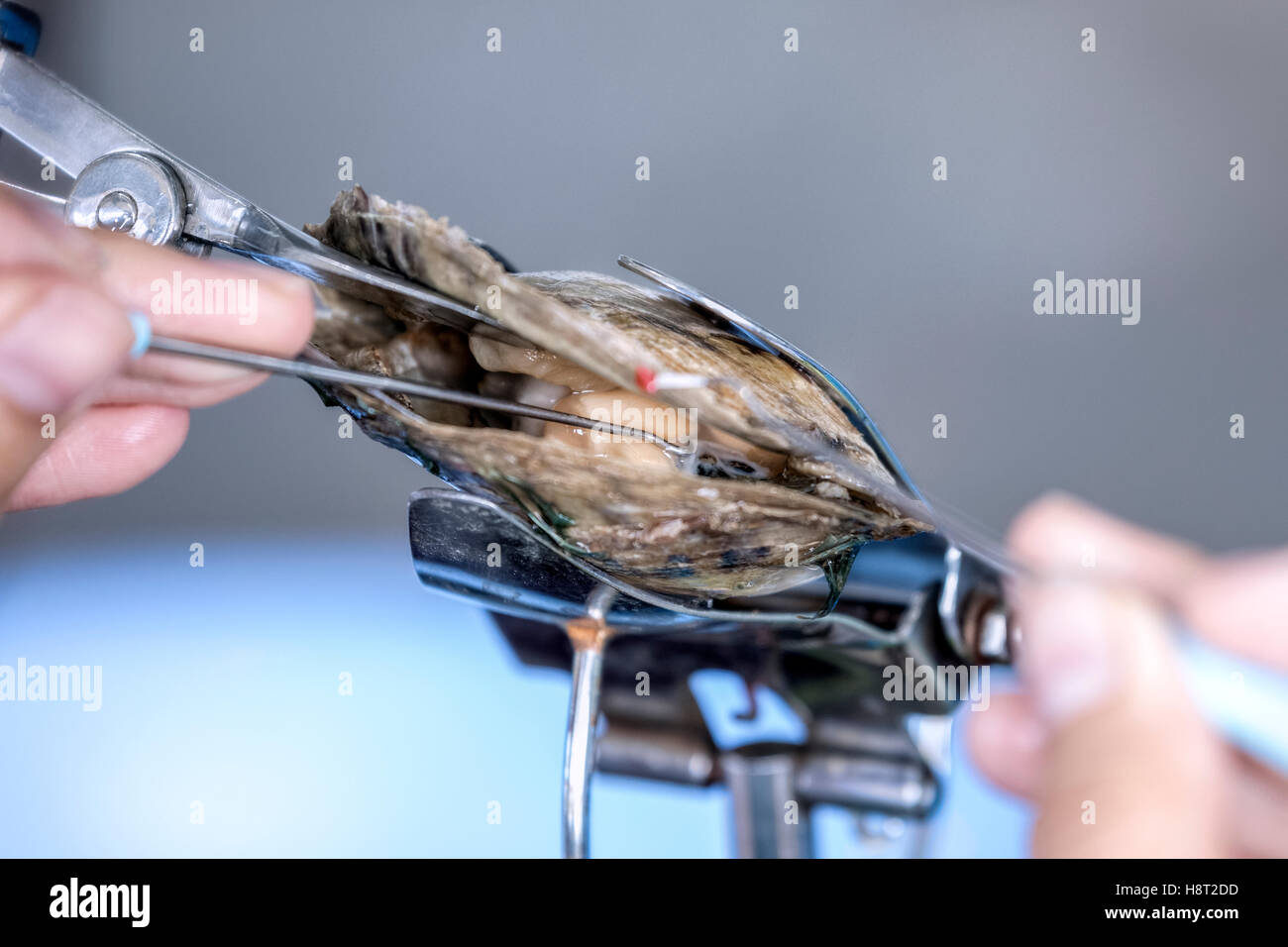 opening an oyster in a pearl farm at Halong Bay, Vietnam, Indochina ...