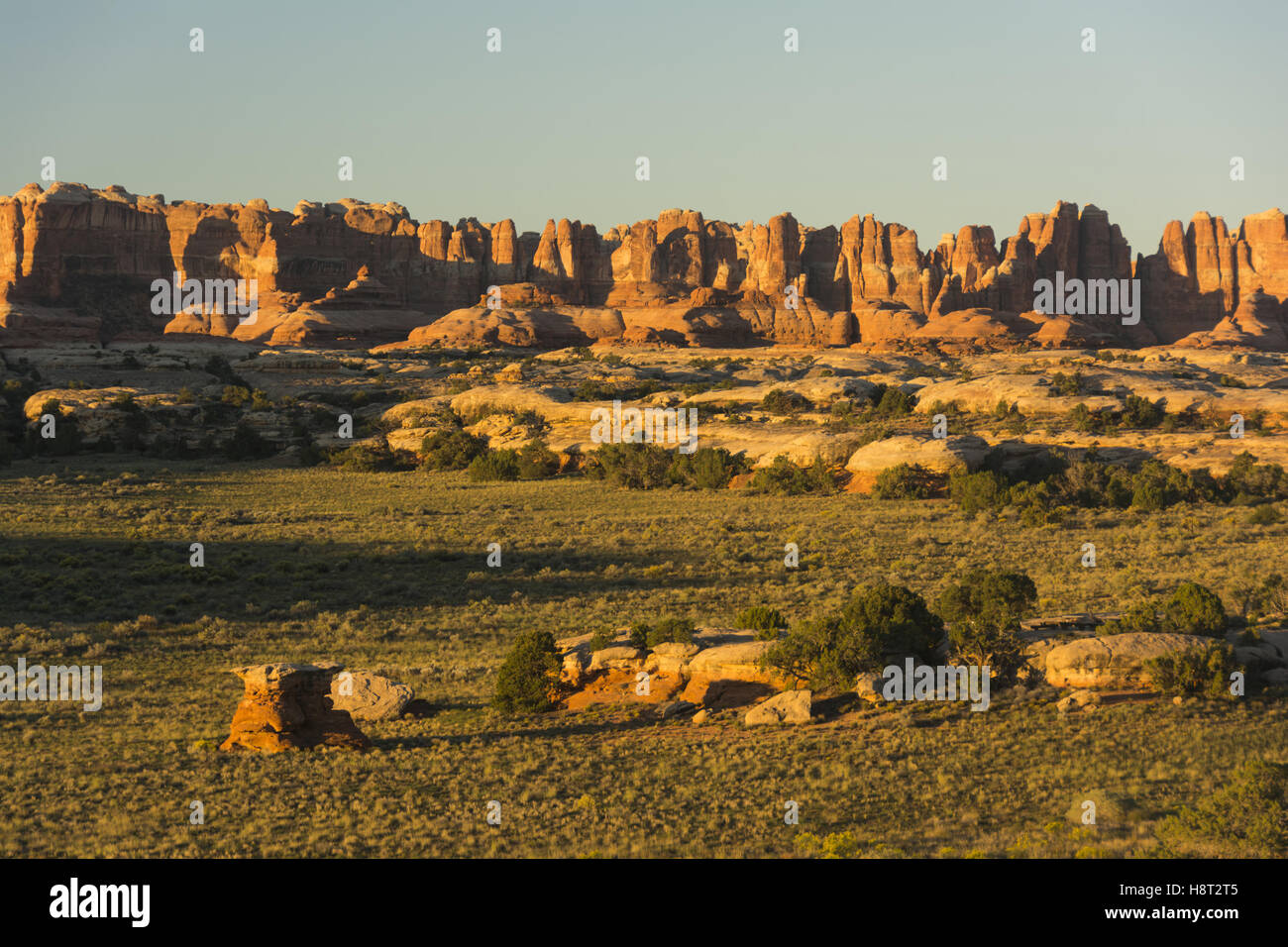 Flat needles hi-res stock photography and images - Alamy