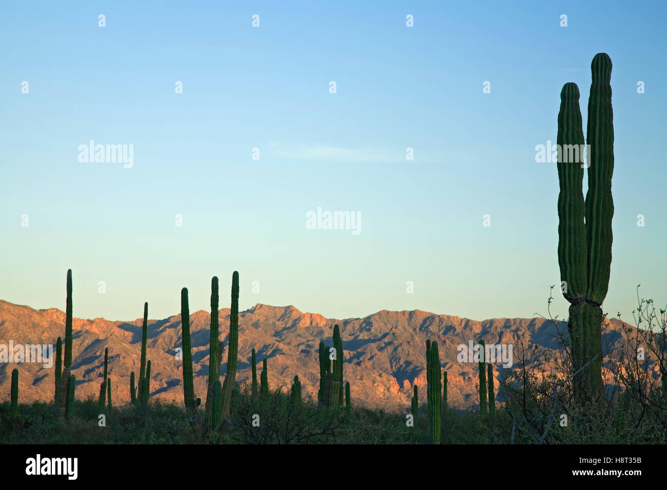 Silhouette of cardon (Pachycereus) trees and mountains, near Mulege ...
