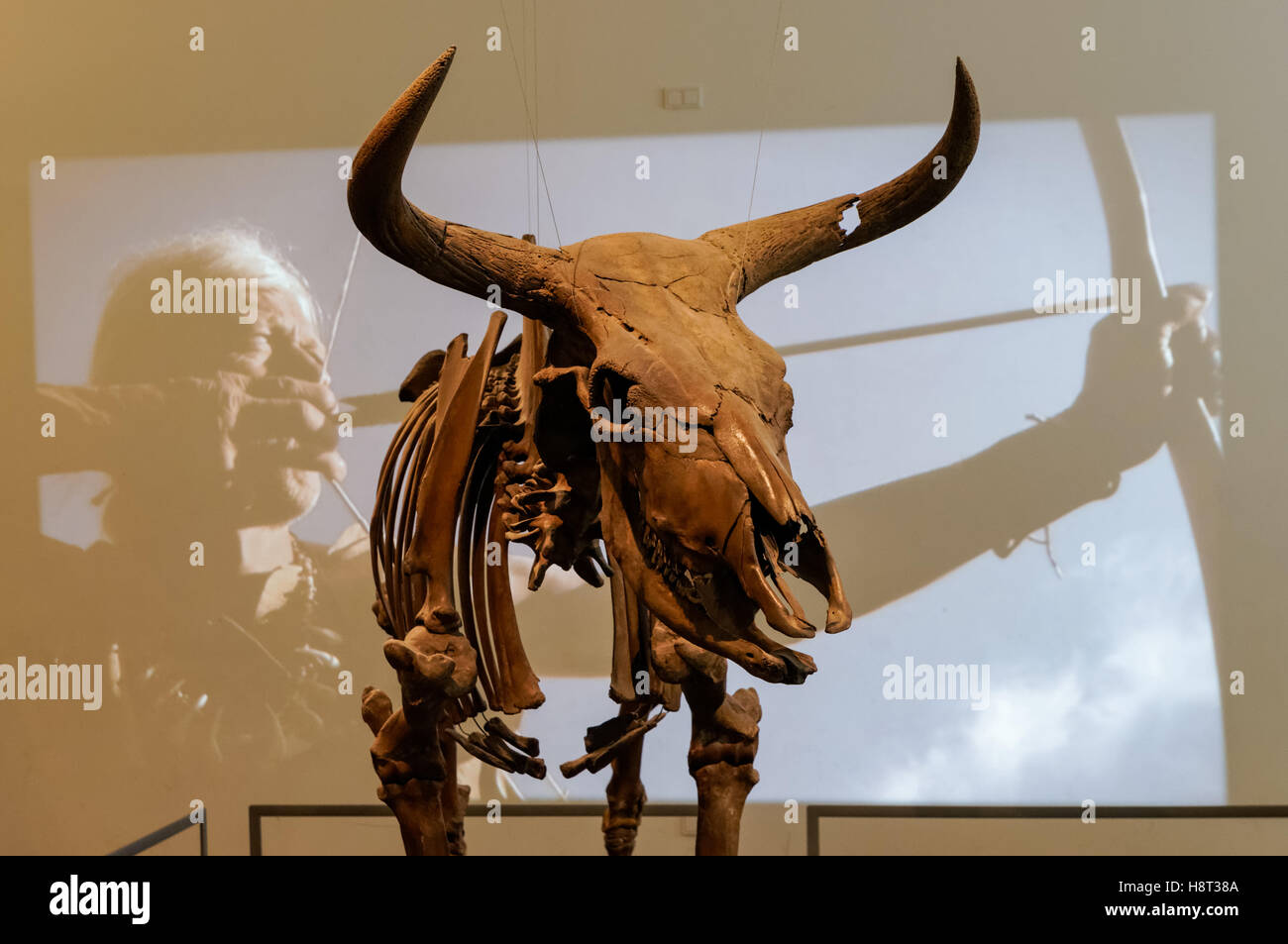 Urus skeleton hi-res stock photography and images - Alamy