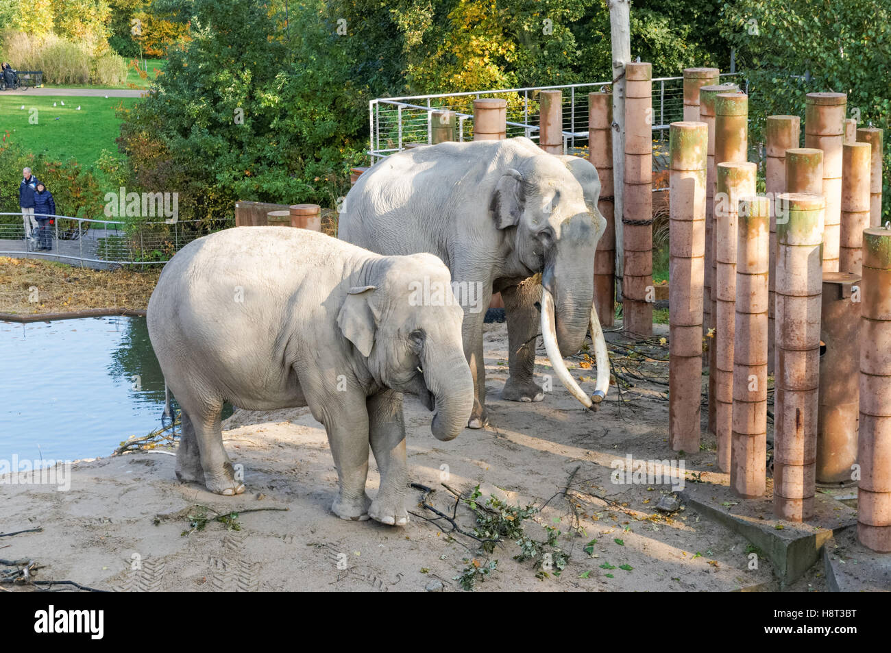 Indian elephants at Copenhagen Zoo, Denmark Stock Photo - Alamy