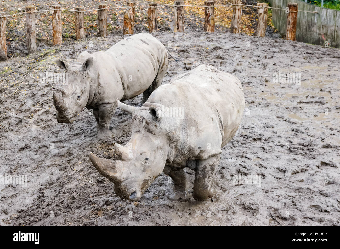 Rhinoceroses hi-res stock photography and images - Alamy