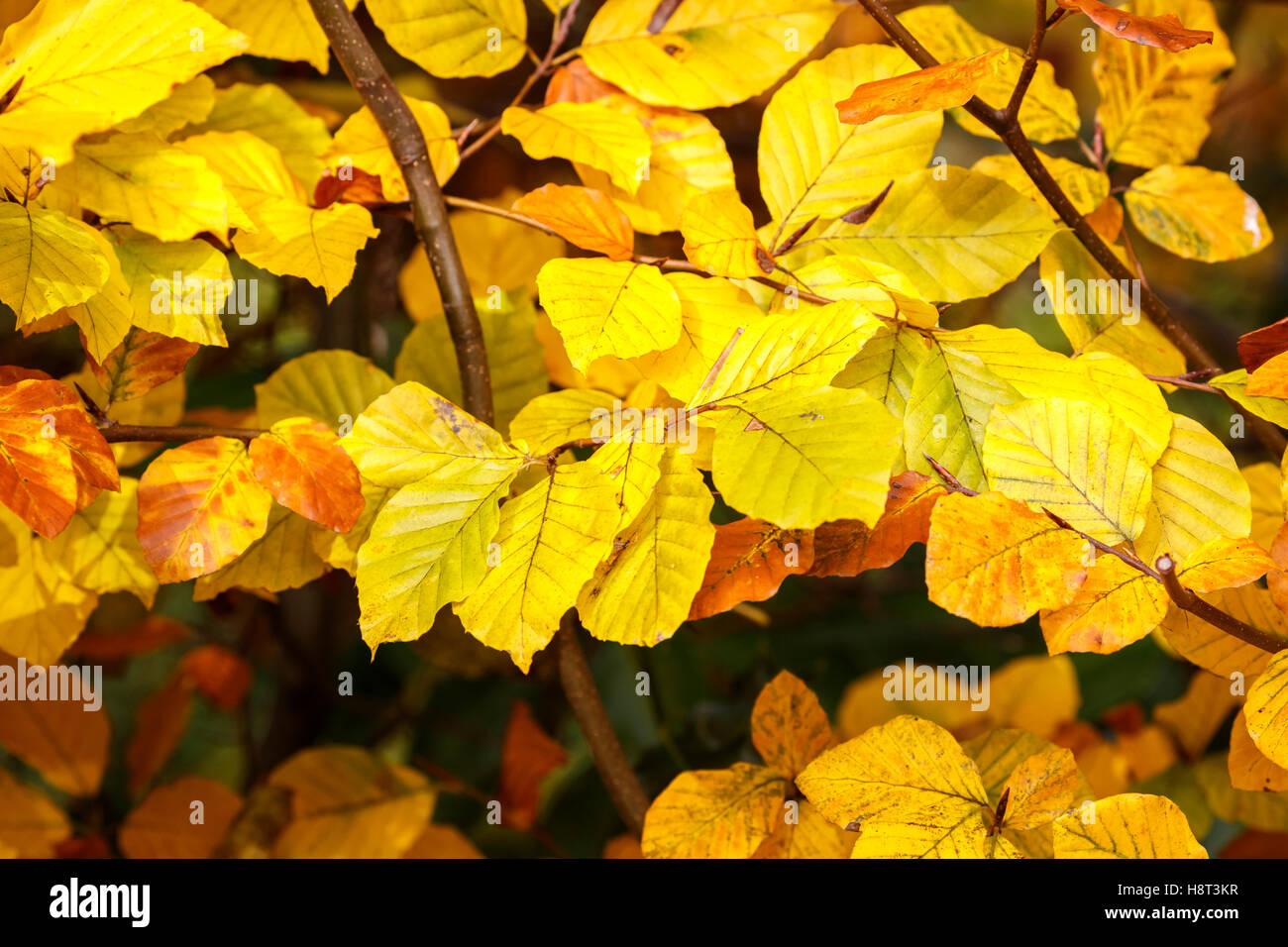 European beech (Fagus sylvatica) leaves in golden yellow autumn colour ...