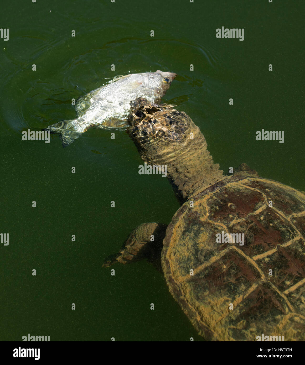 Preying carnivore hi-res stock photography and images - Alamy