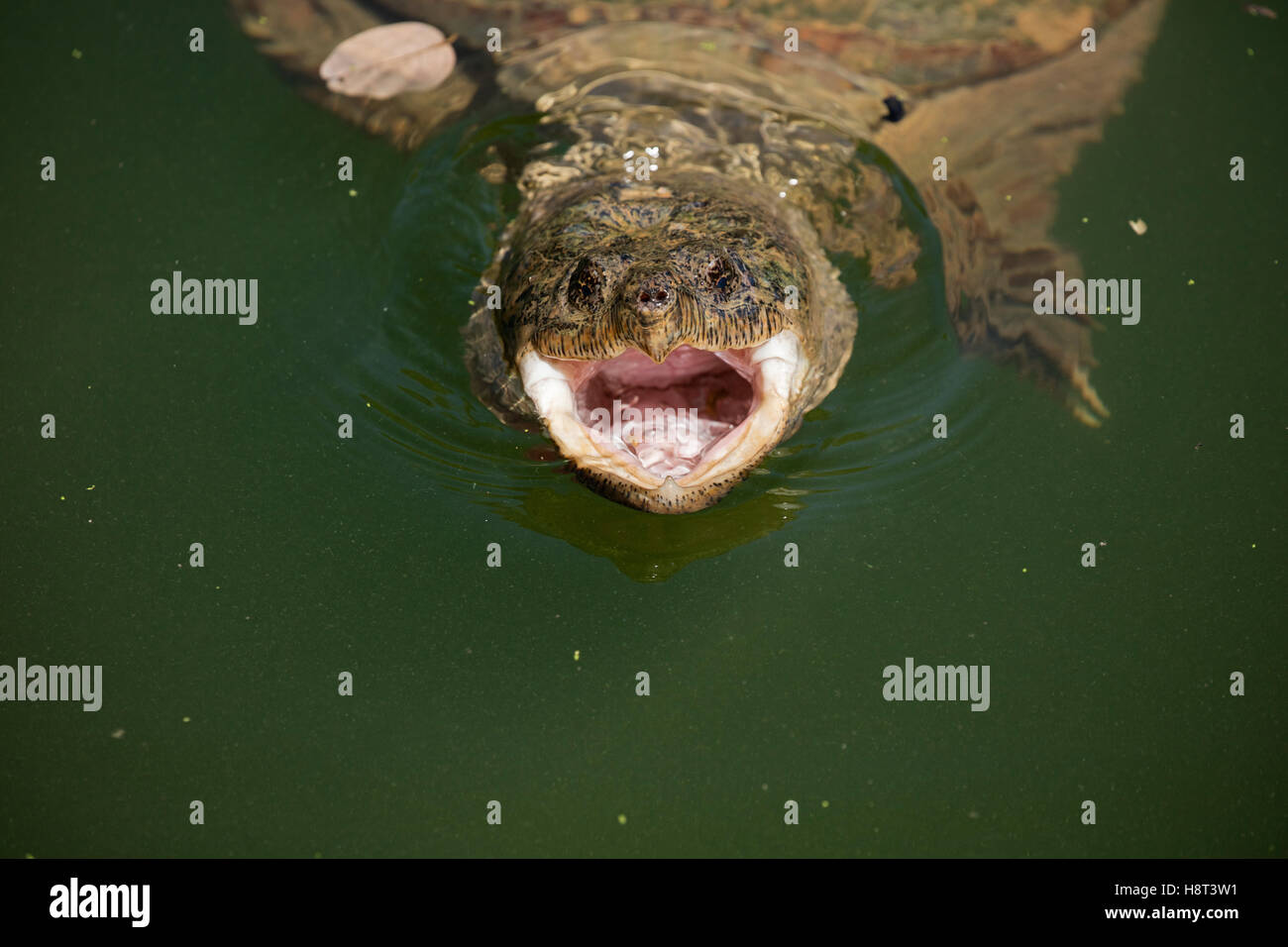 snapping turtles, Chelydra serpentina, Maryland, feeding at surface ...