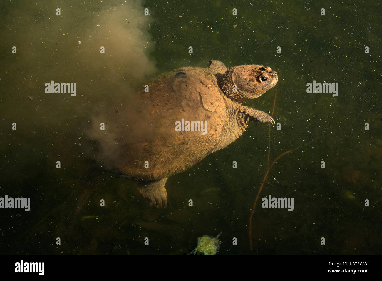 Snapping Turtle Eating Fish High Resolution Stock Photography and ...