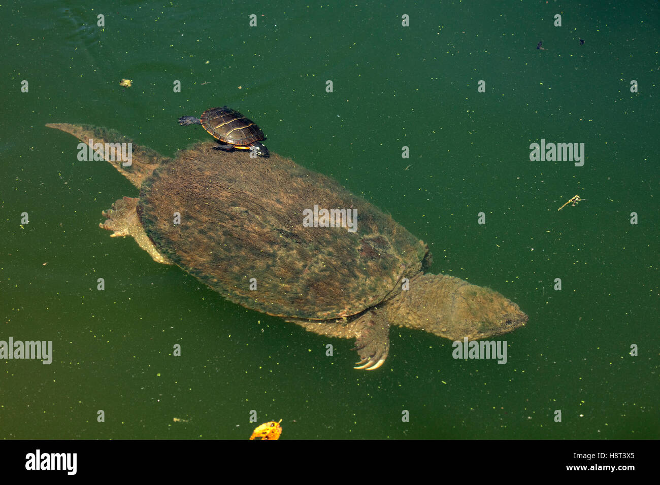 Snapping turtle behaviour hi-res stock photography and images - Alamy