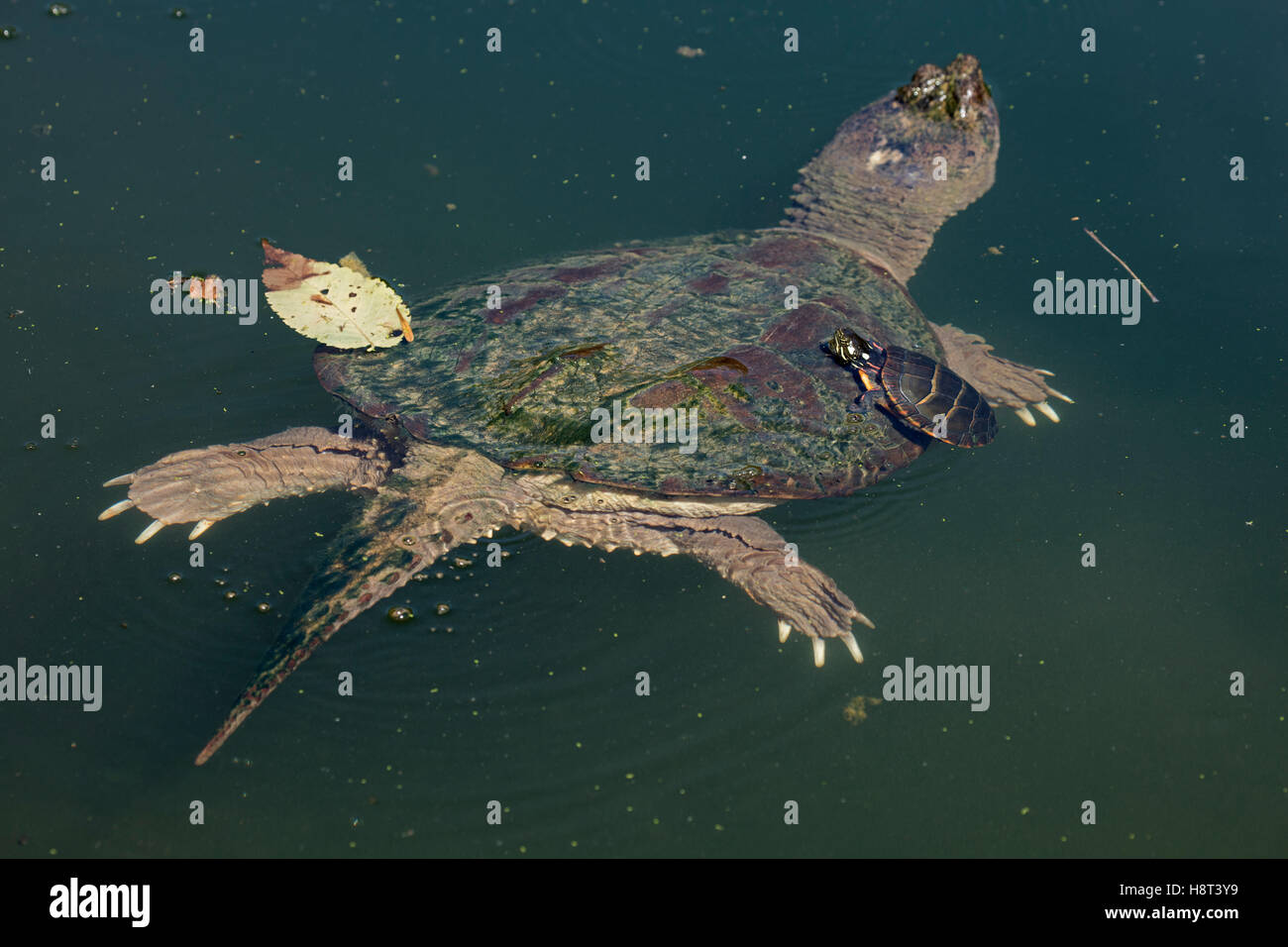 Snapping turtle, Chelydra serpentina, with painted turtle Chrysemys ...