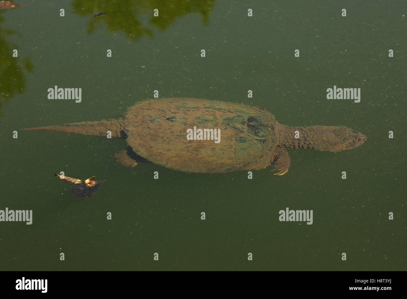 Snapping turtle eating fish hi-res stock photography and images - Alamy