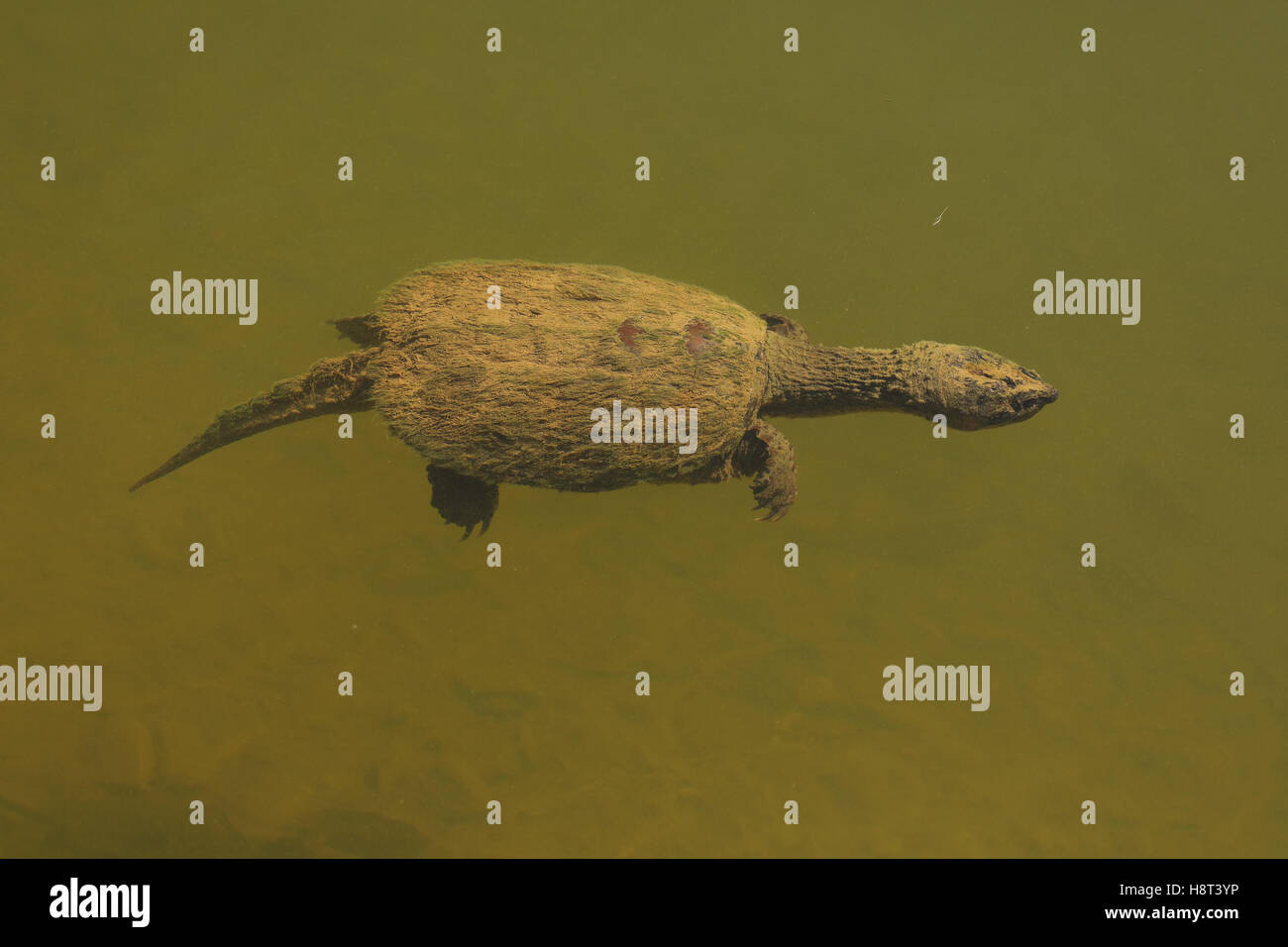 Snapping Turtle Eating Duck